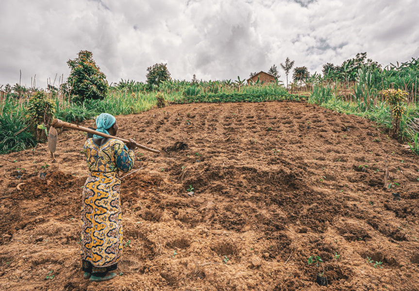 We have planted our trees in Rwanda! – Mineheart